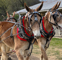 Mule Day - Experience Maury