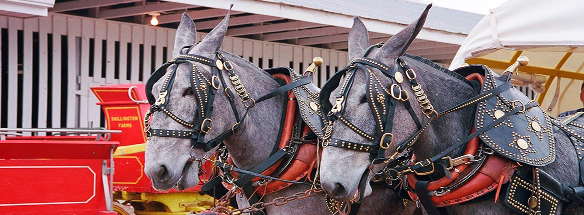 Mule Day - Experience Maury